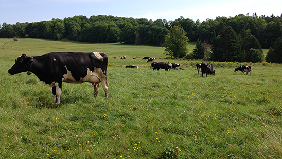 VT Dairy Grazing Apprenticeship Program | VT Farm to Plate
